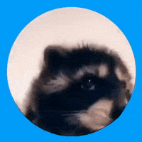 Mapache Cohete Gif Animado