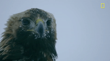 Hostile Planet: Mountains by National Geographic TV | GIPHY