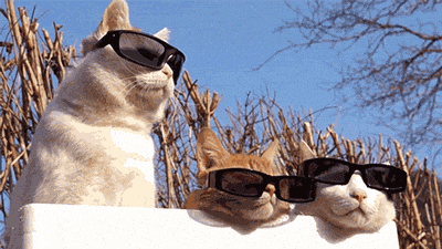 cats, sunglasses, watching – GIF