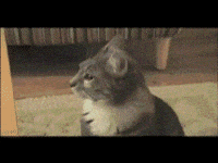 Sudden Realization Cat Gif