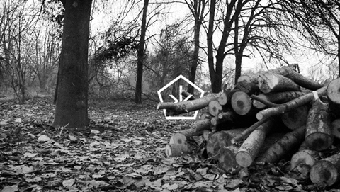 Genealogical GIFs - Get the best GIF on GIPHY