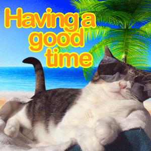 Vacation Cat GIFs - Get the best GIF on GIPHY