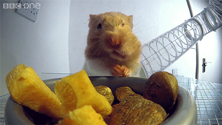 Eating Nuts GIFs - Get the best GIF on GIPHY