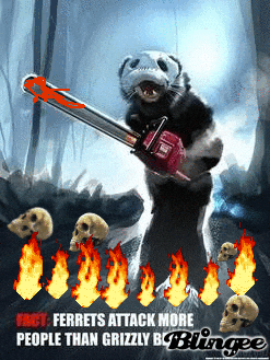 Black Footed Ferret GIFs - Get the best GIF on GIPHY