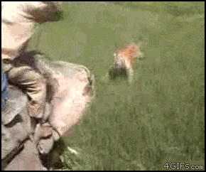 Jumping-elephant GIFs - Get the best GIF on GIPHY