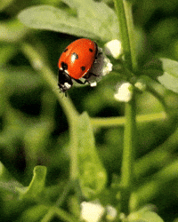 Ladybug Flying Gif