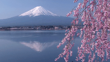 Cherry GIFs - Find & Share on GIPHY