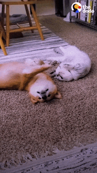 Cute Cat Dog Gifs