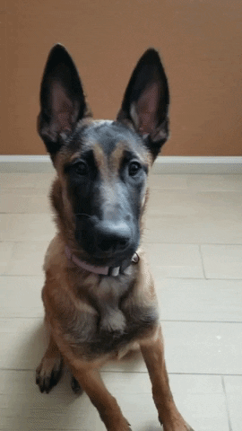 German Shepherd Puppy Gif
