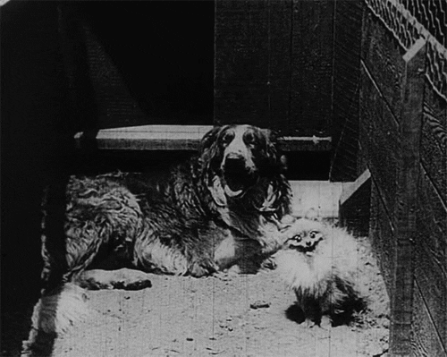 Look-at-that-lil-devil-dog-tho GIFs - Get the best GIF on GIPHY