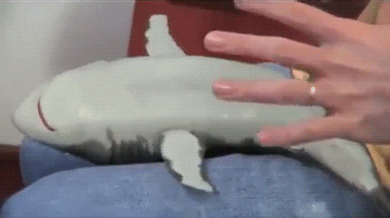 shark, tickle, great white – GIF