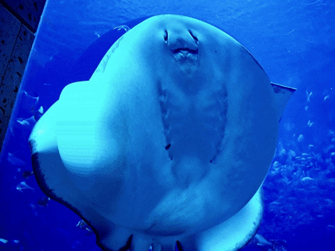 Fish Dubai GIFs - Get the best GIF on GIPHY