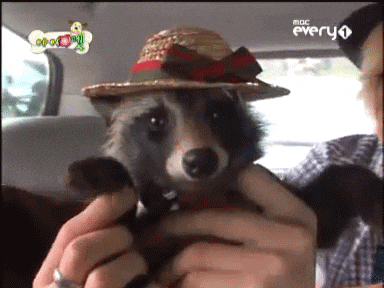 Animals With Hats GIFs - Get the best GIF on GIPHY