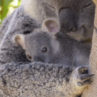 Gif De Koala Dormido
