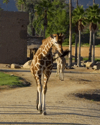 Giraffes Gif