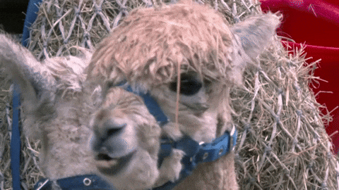 Gif Fabuloso De Alpaca