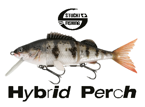 Stucki Fishing GIFs on GIPHY - Be Animated