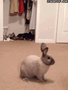 Rabbits GIFs - Find & Share on GIPHY