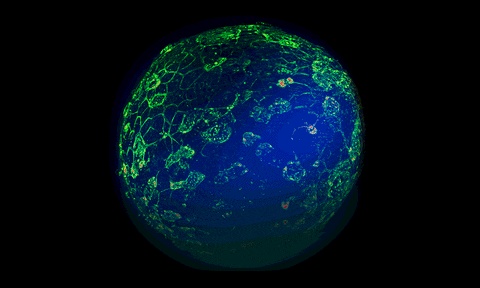 Developmental Biology GIFs - Get the best GIF on GIPHY