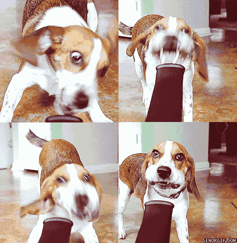 WHARRBARL Dog appreciation thread Cats not allowed. > General ...
