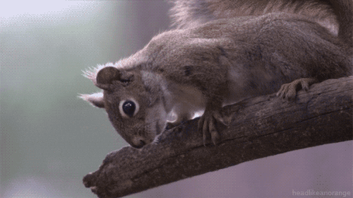Flying Squirrel Gif