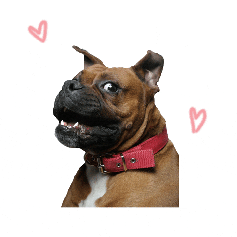 Boxer Dog GIF - Find & Share on GIPHY