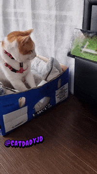 Cat Watching Tv Gif