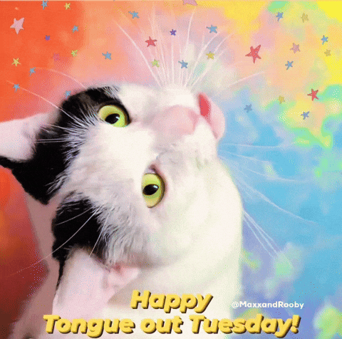 Tuesday Cat GIFs - Find & Share on GIPHY