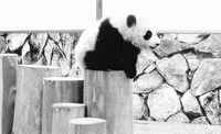 Panda Falling Down Gif