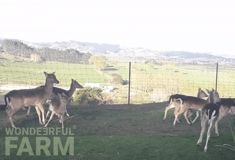 Deer Hopping GIF by Wondeerful farm - Find & Share on GIPHY