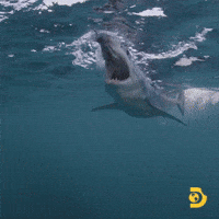 Shark Attack Gif