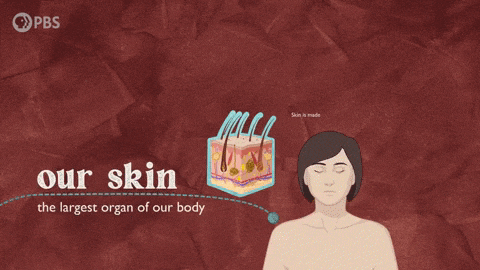 Skin Biology GIF by PBS Digital Studios - Find & Share on GIPHY