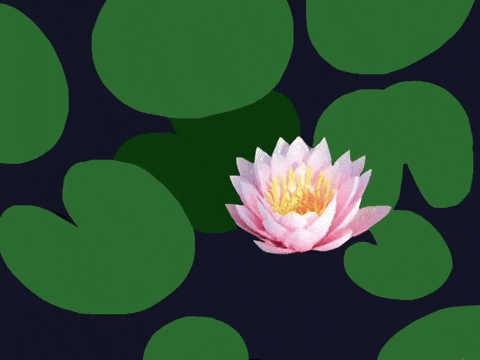 Lotus Flower Walking GIF by Barbara Pozzi - Find & Share on GIPHY