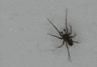 Jumping Spider Gif