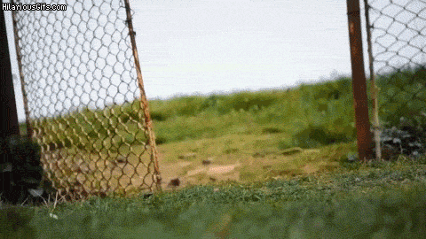 Birds With Arms GIFs - Get the best GIF on GIPHY