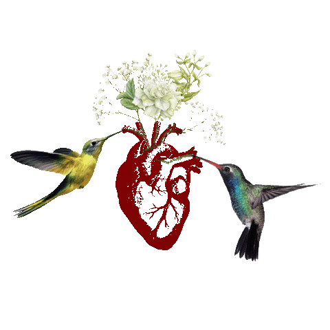 Heart Hummingbird Sticker for iOS & Android | GIPHY