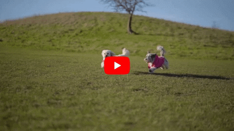 Slow Mo Dogs GIFs - Get the best GIF on GIPHY