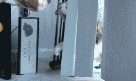 Cat Slap GIFs - Find & Share on GIPHY