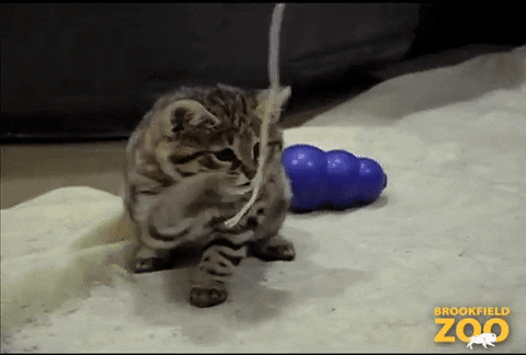 Big Cat GIF by Brookfield Zoo - Find & Share on GIPHY