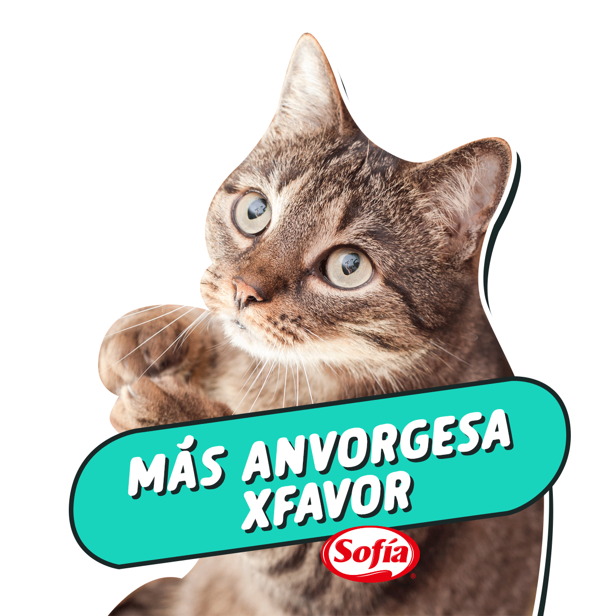 Sofia Por Favor Sticker by sofiabolivia for iOS & Android | GIPHY