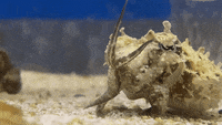 Flamboyant Cuttlefish Gif
