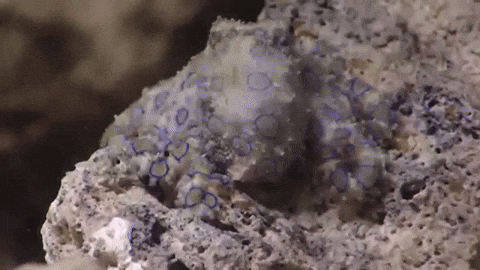 Marine Life Octopus GIF by Oceana - Find & Share on GIPHY