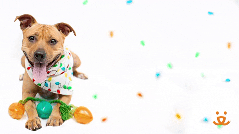 Zoom virtual background gif - chicwolf