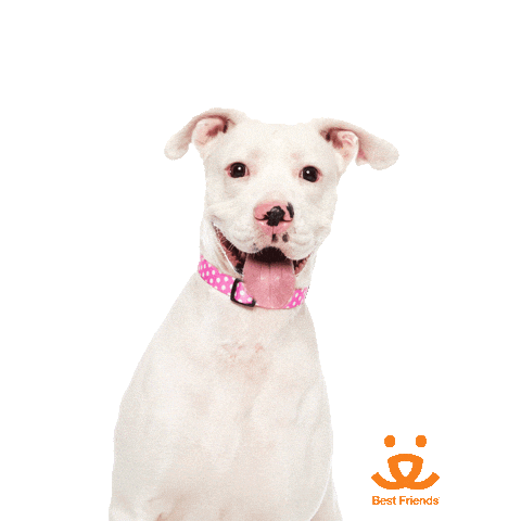 Happy Dog Sticker by Best Friends Animal Society for iOS & Android | GIPHY