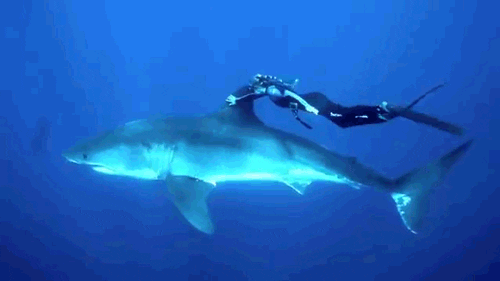 Tiger Swimming GIFs - Get the best GIF on GIPHY