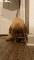 Playful-dog GIFs - Get the best GIF on GIPHY
