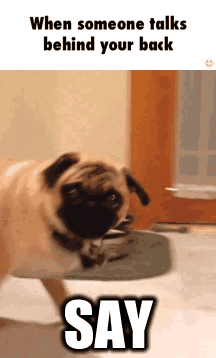 Talk-behind-your-back GIFs - Get the best GIF on GIPHY