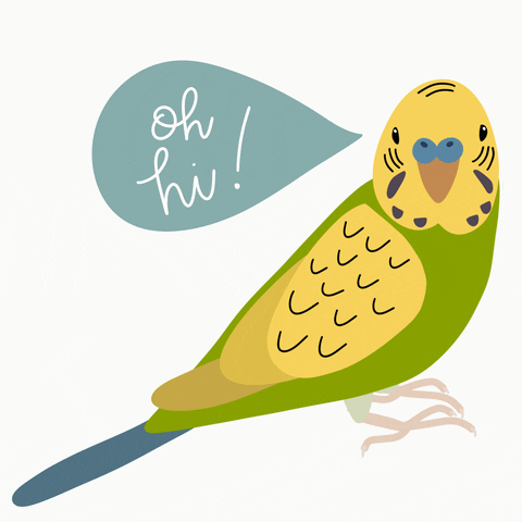 Parakeet Hello GIF - Find & Share on GIPHY