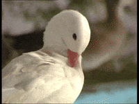 Huehuehue Gif Duck
