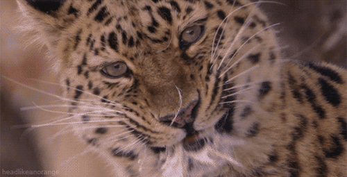 Amur Leopard GIFs - Get the best GIF on GIPHY